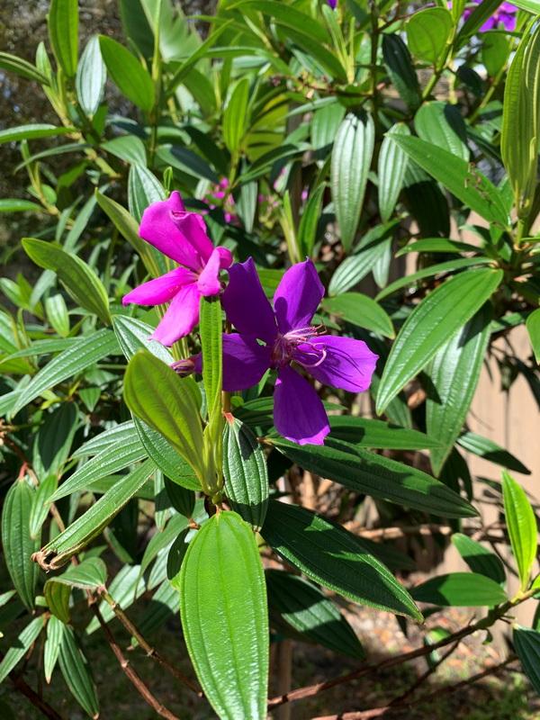 Plant of the Month | Betrock's PlantSearch®