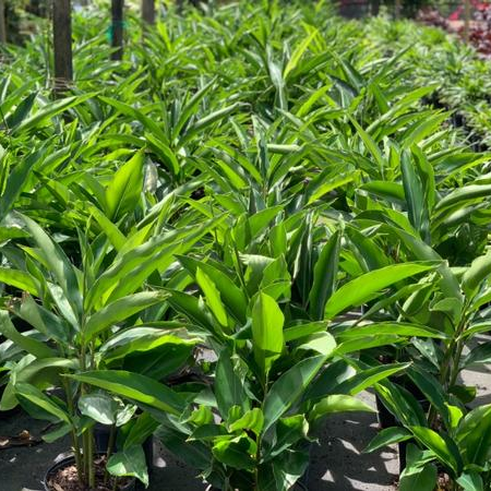 Plant of the Month | Betrock's PlantSearch®